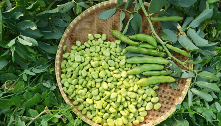 Favas: Os Segredos que Descobri Sobre este Ingrediente Mágico