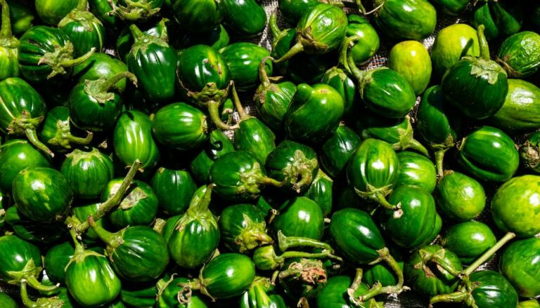 Jiló: Discover the secrets of this controversial vegetable in Brazil