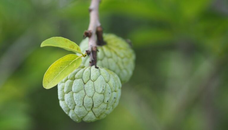 Descubra conosco o que é fruta do conde - a joia tropical!