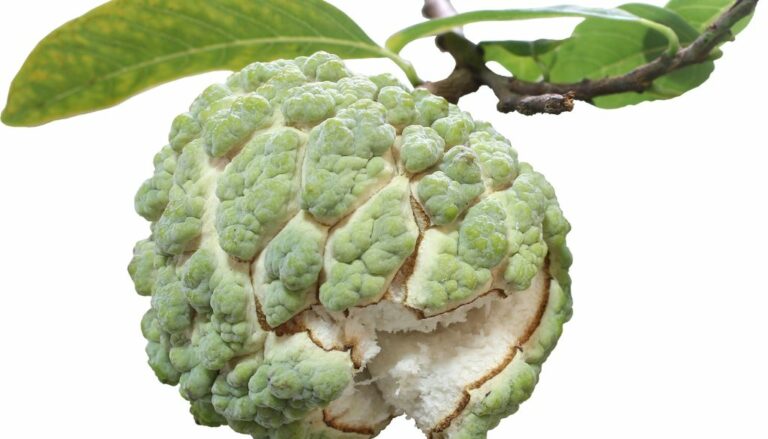 Guia Definitivo: Como Saber se a Fruta do Conde está Madura?
