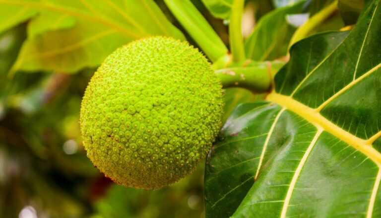 Descubra quando a fruta pão está madura, um guia incrível!