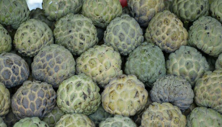 Qual é a diferença entre Pinha e Fruta-do-Conde? Vamos explicar!